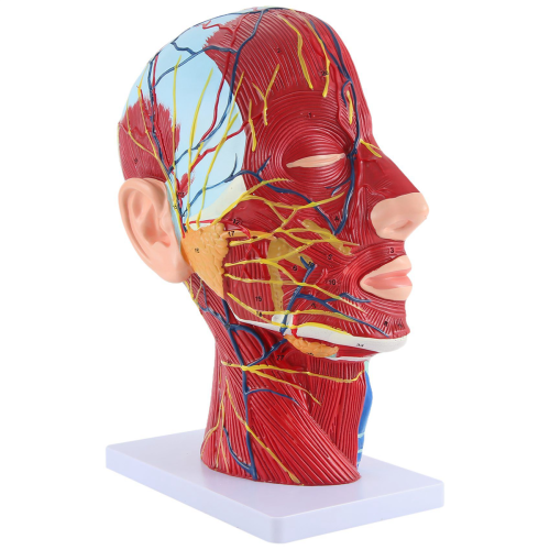 Head Midsagittal Plane Teaching Model Parotid Gland Cervical Spine and ...