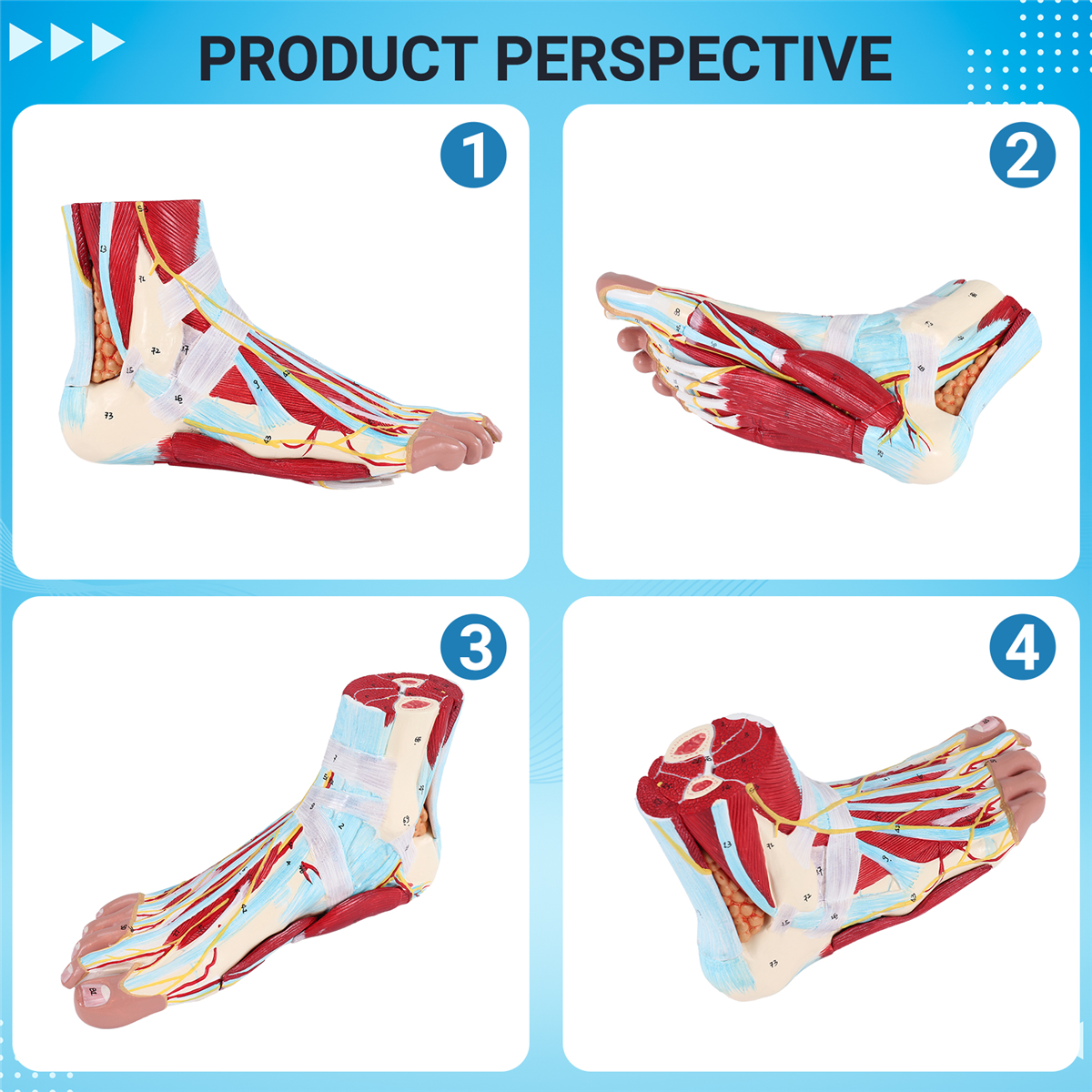Modèle d'anatomie du pied 9 parties, articulations, y compris les os ...