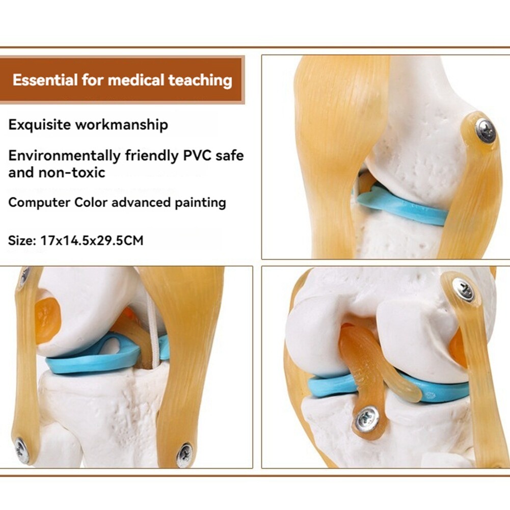 Modèle anatomique médical d'articulation du genou avec ligaments ...