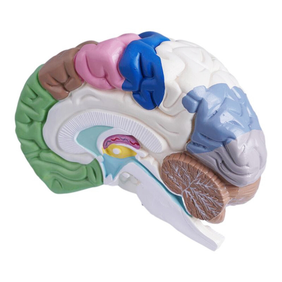 Anatomiemodel van de menselijke halve hersenen, levensgroot anatomisch ...