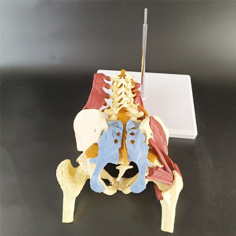 Modèle osseux de la colonne lombaire, modèle anatomique des muscles du ...