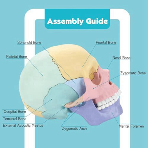 Anatomický model lebky, puzzle s lebkou anatómie človeka on OnBuy