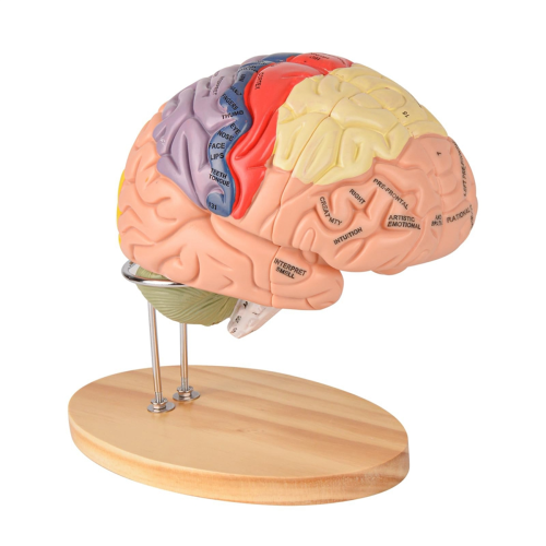 Human Brain Model for Neuroscience, Brain Anatomy Model on OnBuy