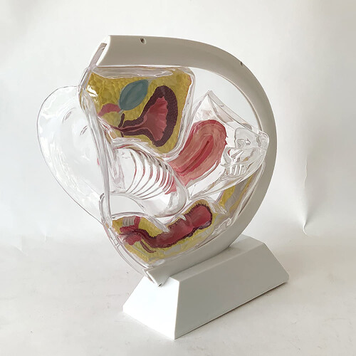 Transparent Uterus Model Demonstration For Menstrual Cup Teaching ...