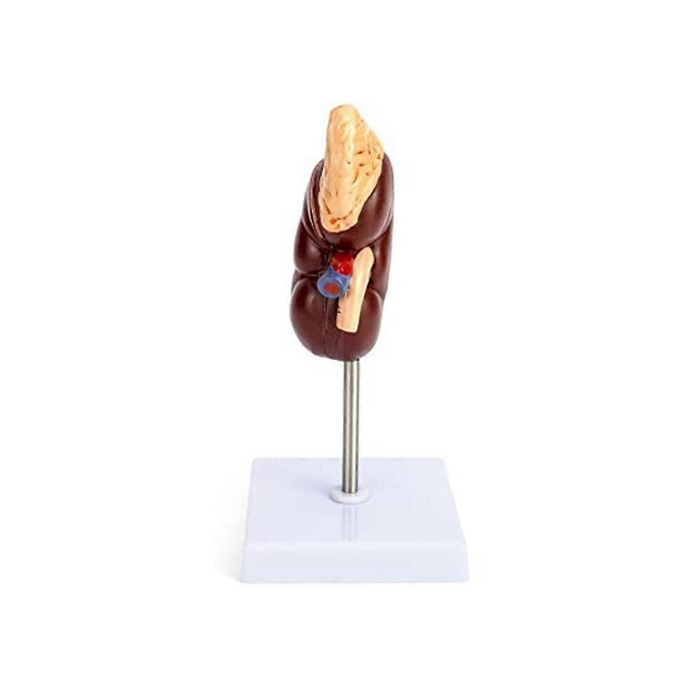 Life-size Kidney Model, 2 Parts Showing Internal Structure A Kidney ...