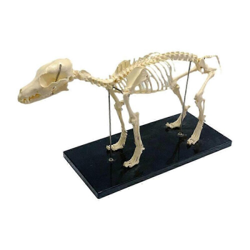 Dog Skeleton Anatomy Model - 64cm PVC Detachable Dog Anatomy Animal ...