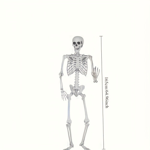 (165cm) 1pc Realistic Poseable Skeleton Figure with Movable Joints ...