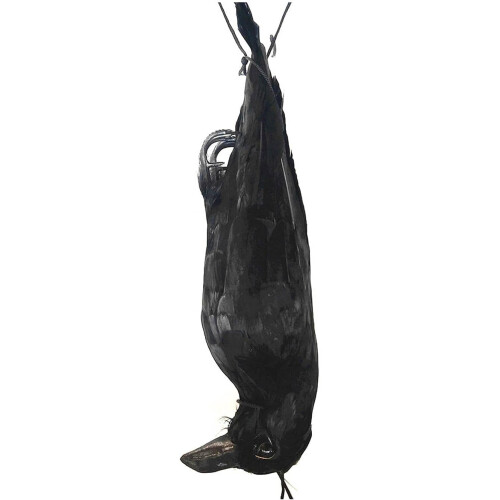 Large Simulation Crow Prop With Feathers Black Terrifying Dead Crow on ...