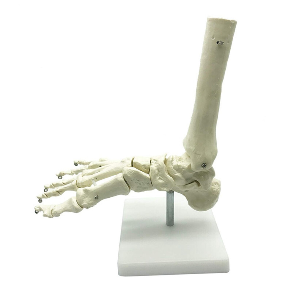 1:1 Human Skeleton Foot Anatomy Model and Ankle with Shank Anatomical ...