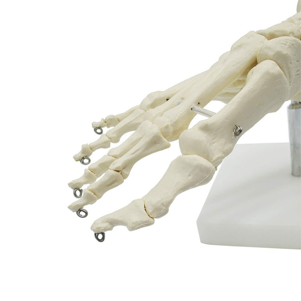 1:1 Human Skeleton Foot Anatomy Model and Ankle with Shank Anatomical ...
