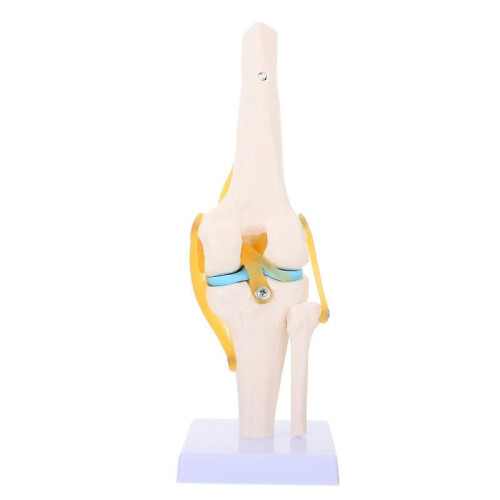 The Mannequin Anatomy Knee Model Knee Joint Learning Model Knee Joint ...