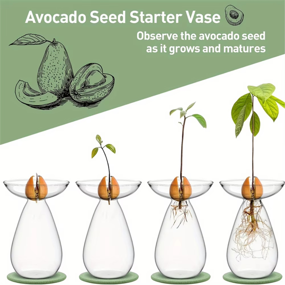 Avocado Hydroponic Vase Transparent Plant Propagation Station Glass ...