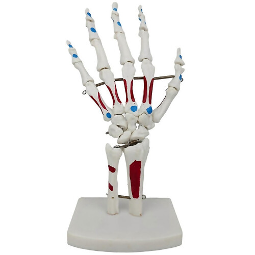 For Skeleton Hand Model Hand Joint Model With Wrist Ulna Hinged Hand ...