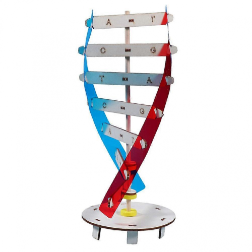 1 Set DIY DNA Double Helix Kids Educational Toy, Human Double Helix ...