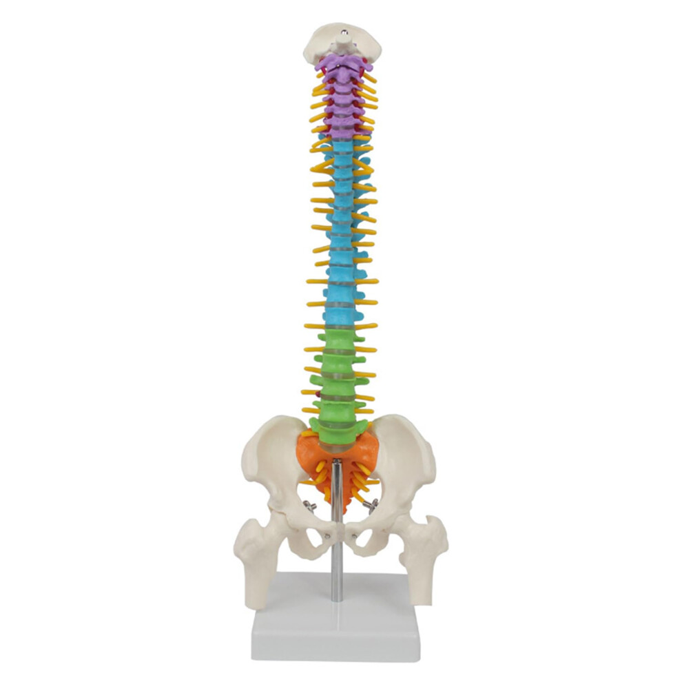 Anatomy Model - 45 cm Human Spine Model with Colour-Coded Cervical and ...