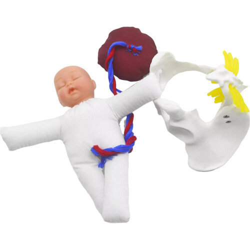 Female Pelvis Birth Model with Fetus and Placenta for Human Anatomy ...