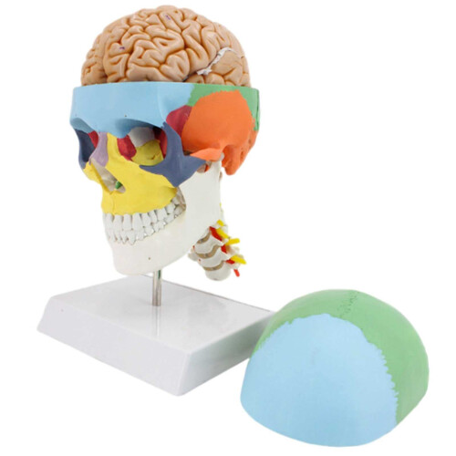 Human Skull Model, Large Realistic Skull with Removable Color-Coded ...