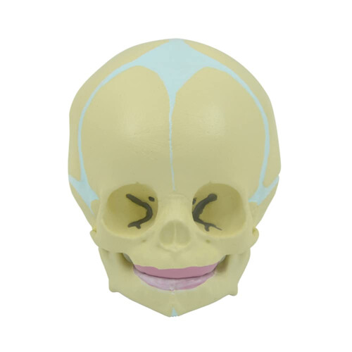 Human Baby Skull Model, Life-Size Fetal Skull 1:1 Anatomy, Hand-Painted ...