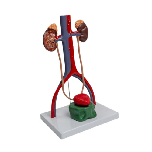 Urogenitalsystemmodell Anatomical Demonstration Model Educational Tool ...