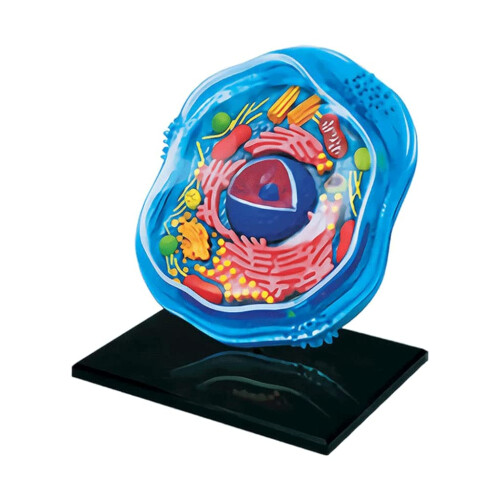 4D Animal Cell Anatomy Model - Detachable Educational Puzzle, Biology ...