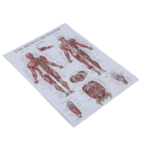 Color Human Muscle Anatomy Poster for Schools, Gyms, Home Use on OnBuy