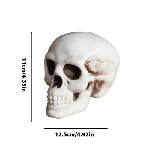 (D) Halloween Skeletons Plastic Realistic Fake Simulation Human Skull ...