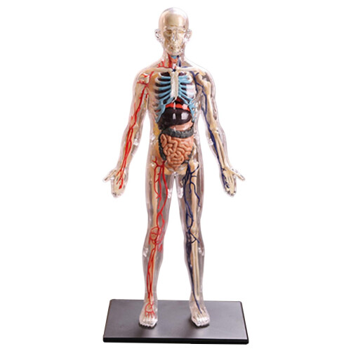 Interactive Squishy Human Body Anatomy Teaching Internal Organ Model on ...