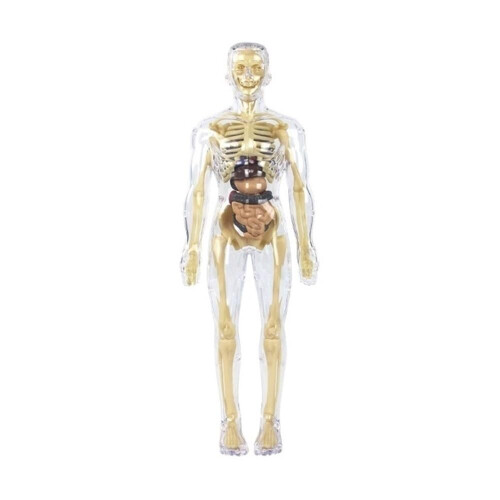 Anatomical Skeleton Mini Human Skeleton Model For Anatomy DIY Assembly ...
