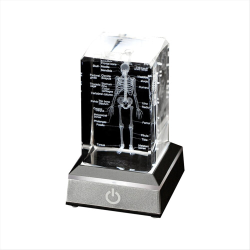 Modello di scheletro umano Anatomia Regalo Modello di scheletro di ...