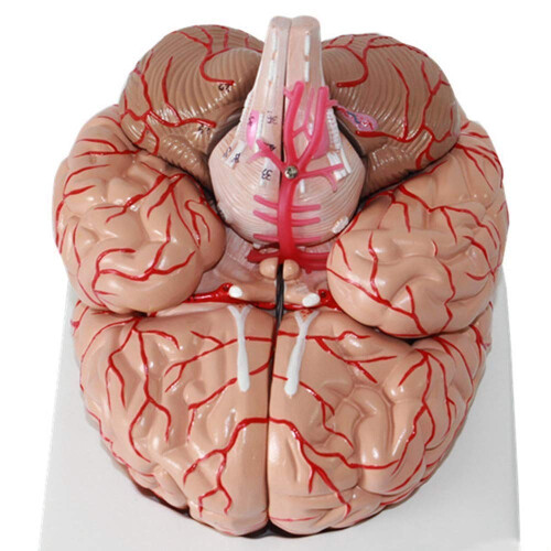 Medical Models Detachable Human Head Brain Anatomy Model Life Size For ...