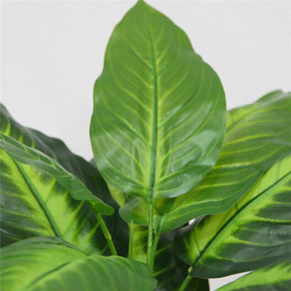 Plante d'intérieur sans entretien, Dieffenbachia marbré (x5). Design ...