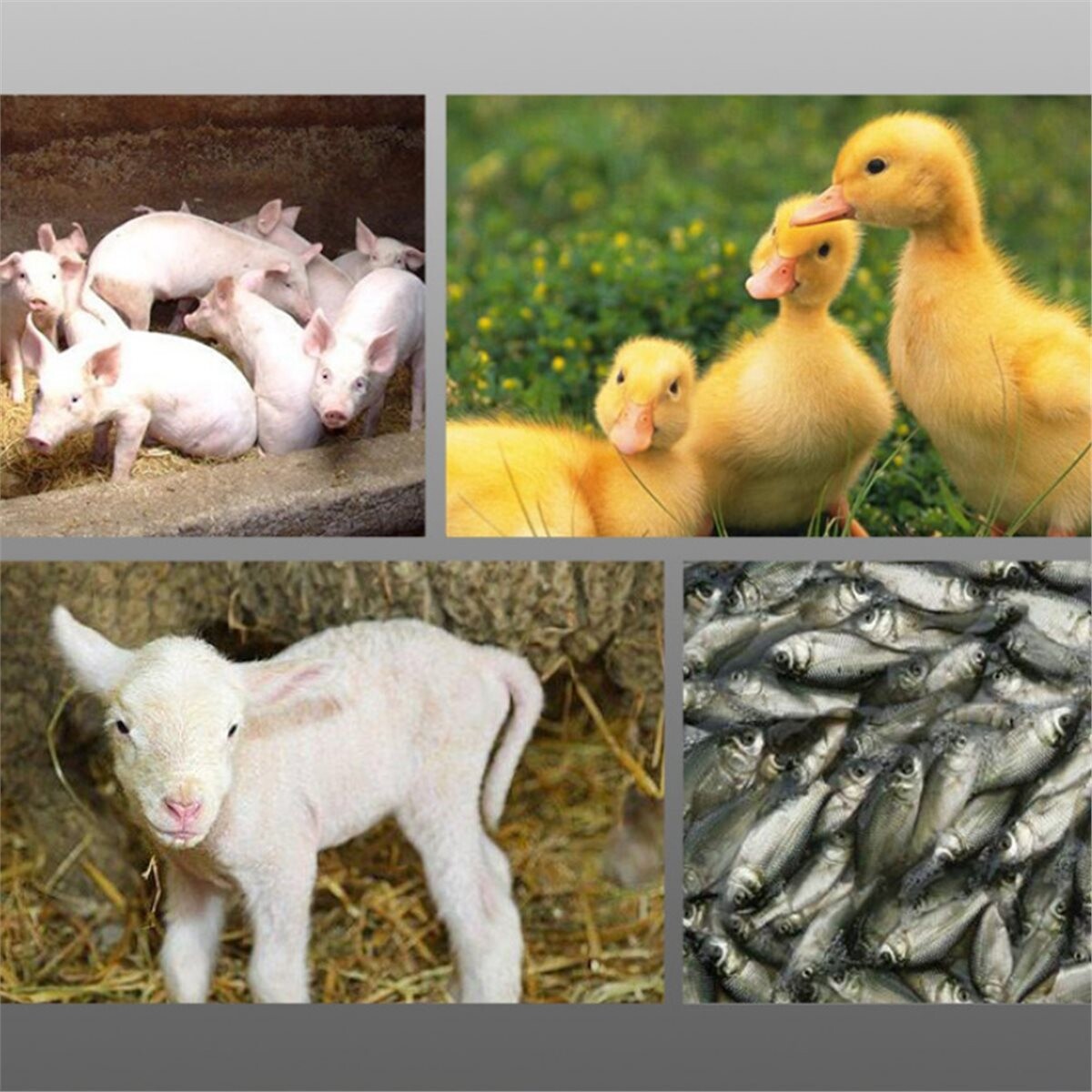 Jeringa automática de 5 ml para inyección con cesta para botellas ...