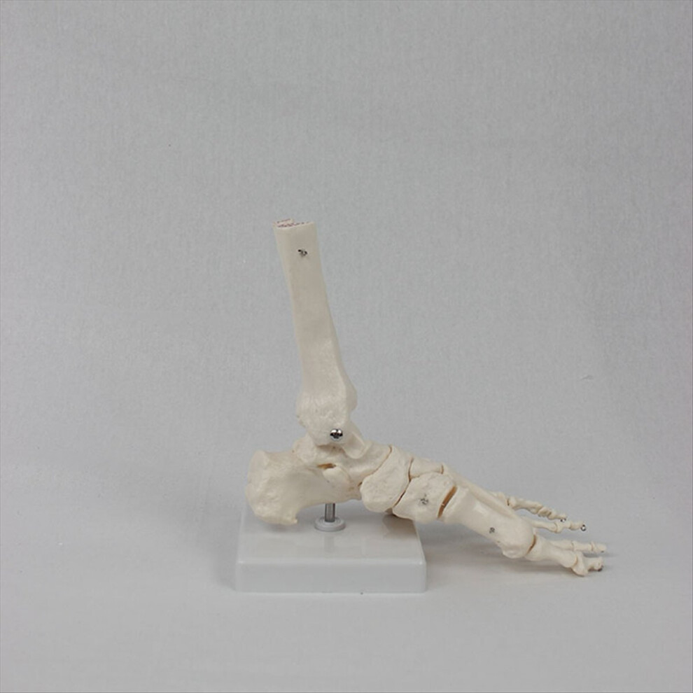 Fußgelenkmodell, lebensgroßes Skelettmodell der menschlichen Anatomie ...