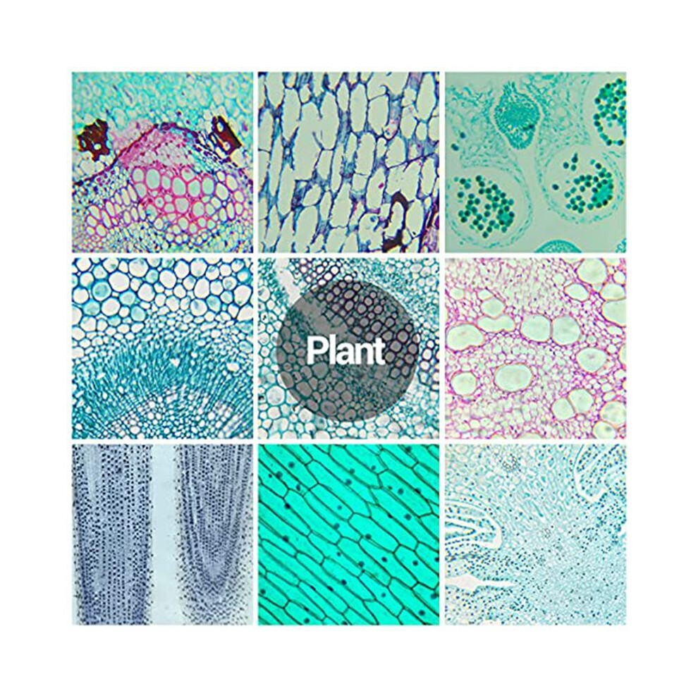 ObjektträGer mit Proben Von Kindern, ObjektträGer für die Mikrobiologie bei Erwachsenen bei ...