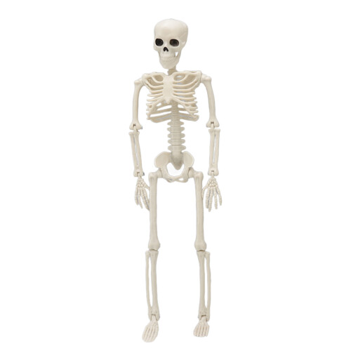 Horreur d'Halloween déchaînée : squelette articulé de qualité ...