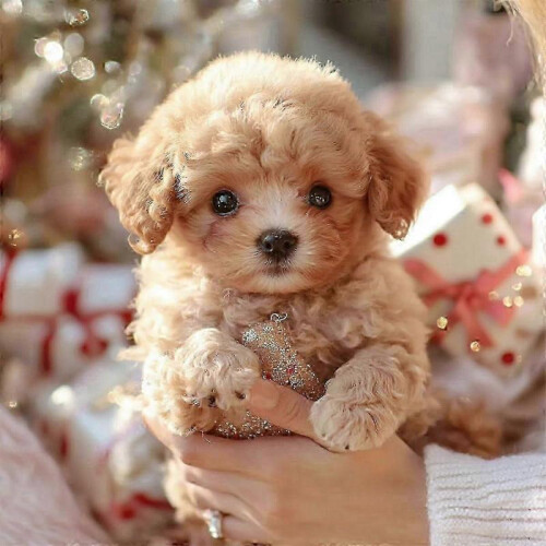 Robot Dog for Adults, AI Robotic Dog, My Realistic Robot Puppy That ...