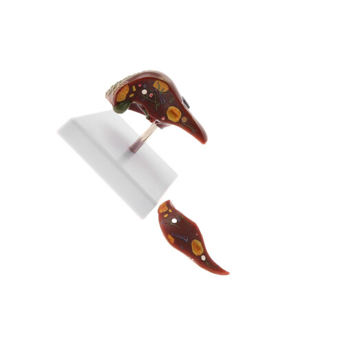 Lab Human Liver Model Accurate Liver Anatomy Display Teaching Tool For ...
