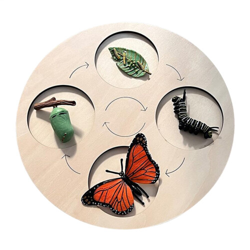Wooden Toy for Interactive Learning Butterfly Life Cycle Learning Set ...
