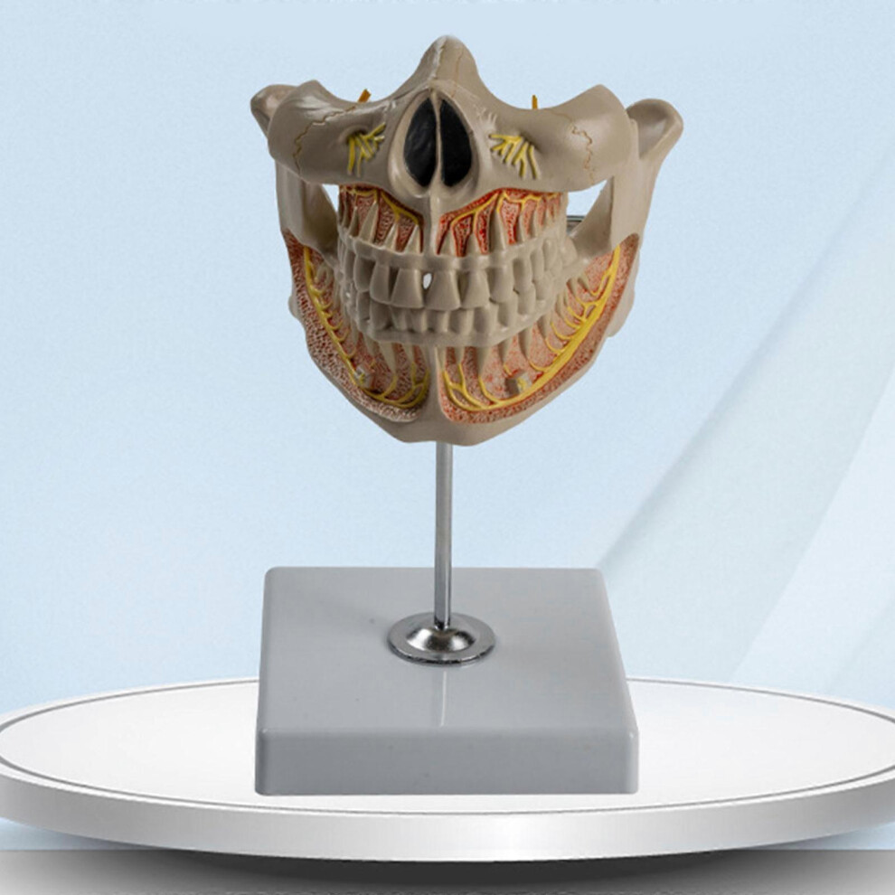 Dental Anatomy Model, Human Permanent Tooth Anatomy Model Shows ...