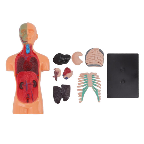 Detachable Human Body Model for Science Education, Anatomically ...