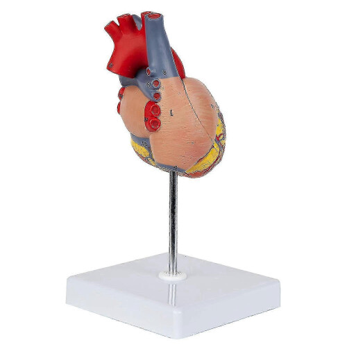 Heart Model, 2-part Deluxe Life Size Human Heart Replica with 34 ...