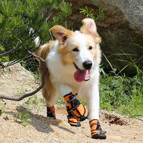 Chaussures pour chien Paw Gear avec sangles réfléchissantes, matériau ...