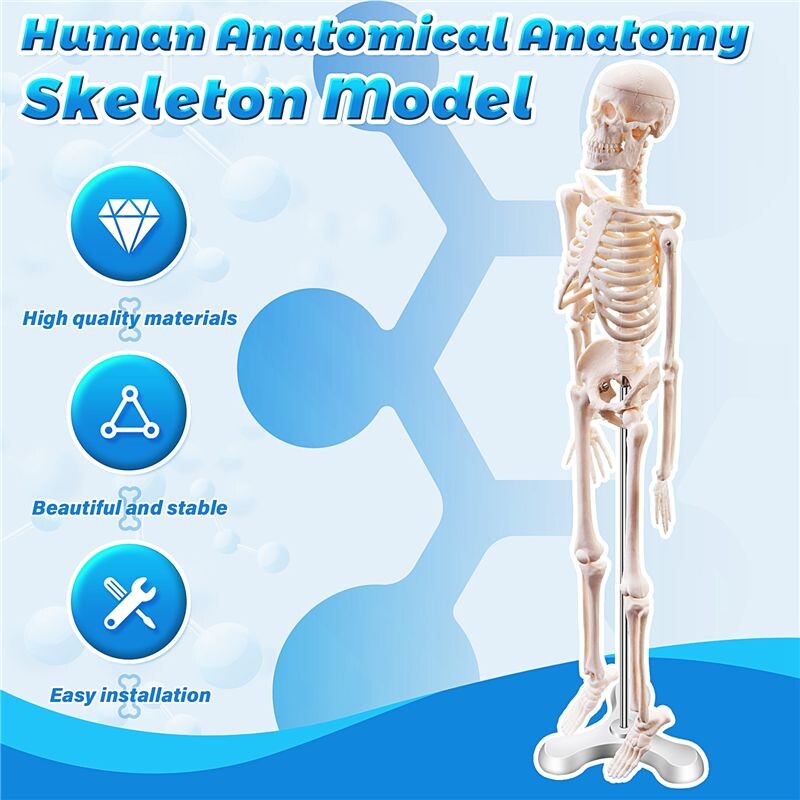 45 CM Menschliche Anatomie Anatomisches Skelett Modell Medizinisches ...