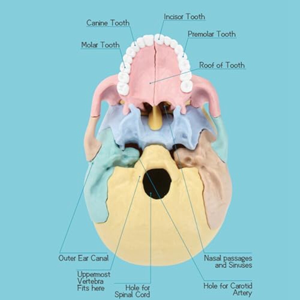 Anatomy Skull Model, Human Anatomy Skull Puzzle, Detachable Human Skull ...