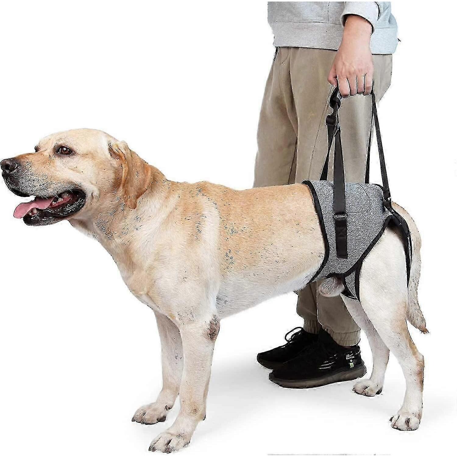 (M) Adjustable Dog Support Harness for Disabled Pets, Soft Lifting ...