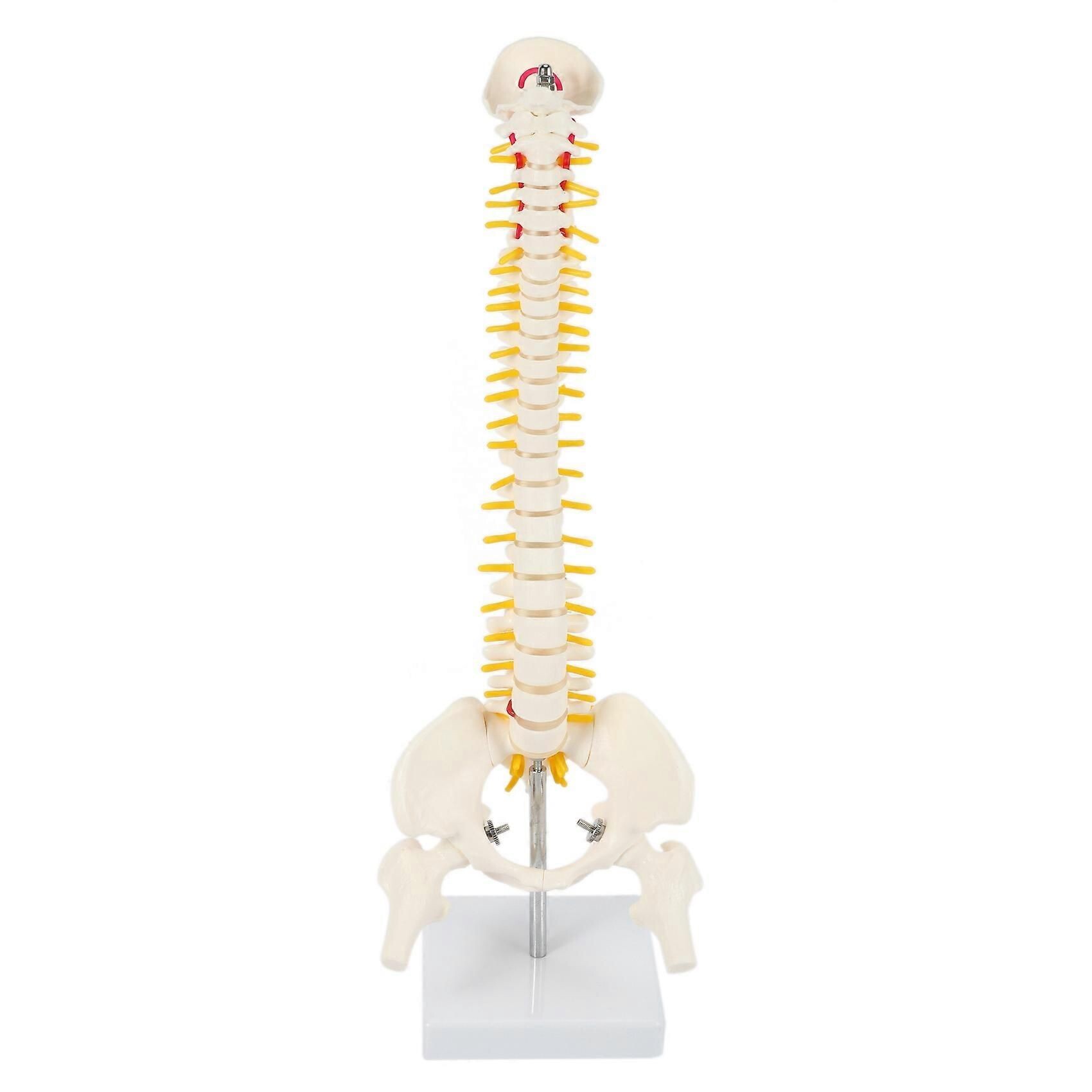 45Cm Flexible 1:1 Adult Lumbar Bend Spine Model Humans Skeleton Model ...