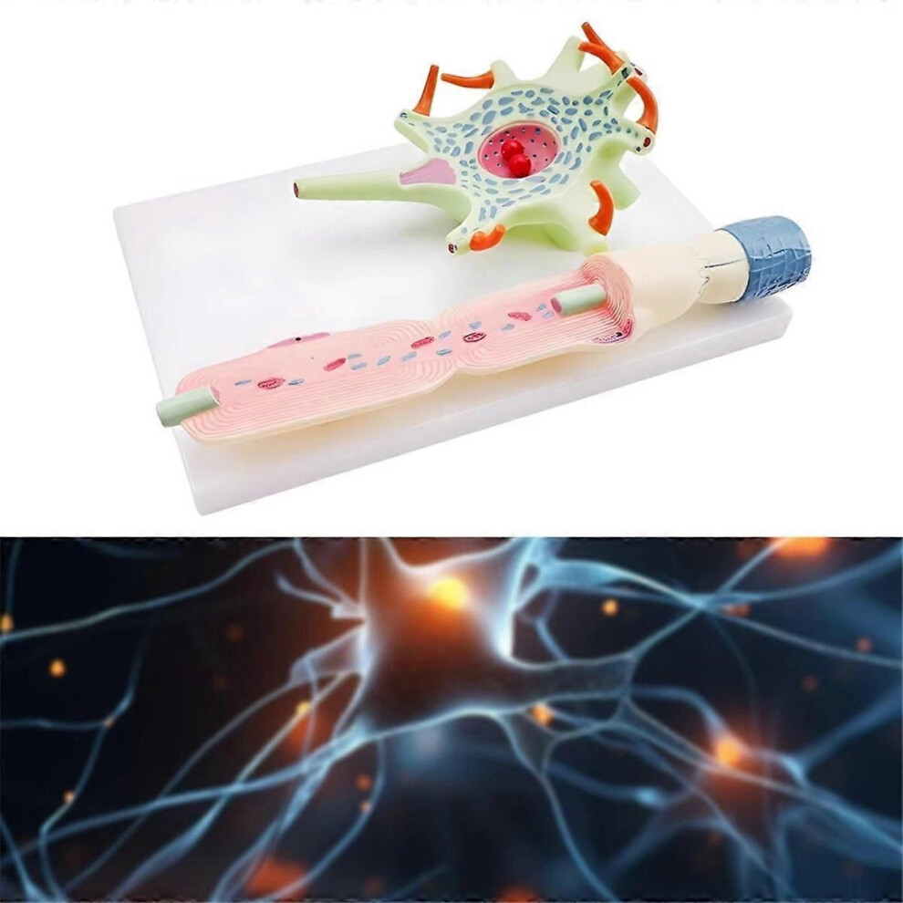 compatible for Teaching Science Education Instrument Neuron Cell Model ...